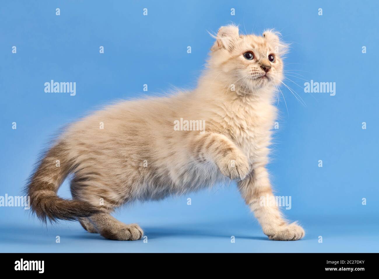 Point katze hi-res stock photography and images - Alamy