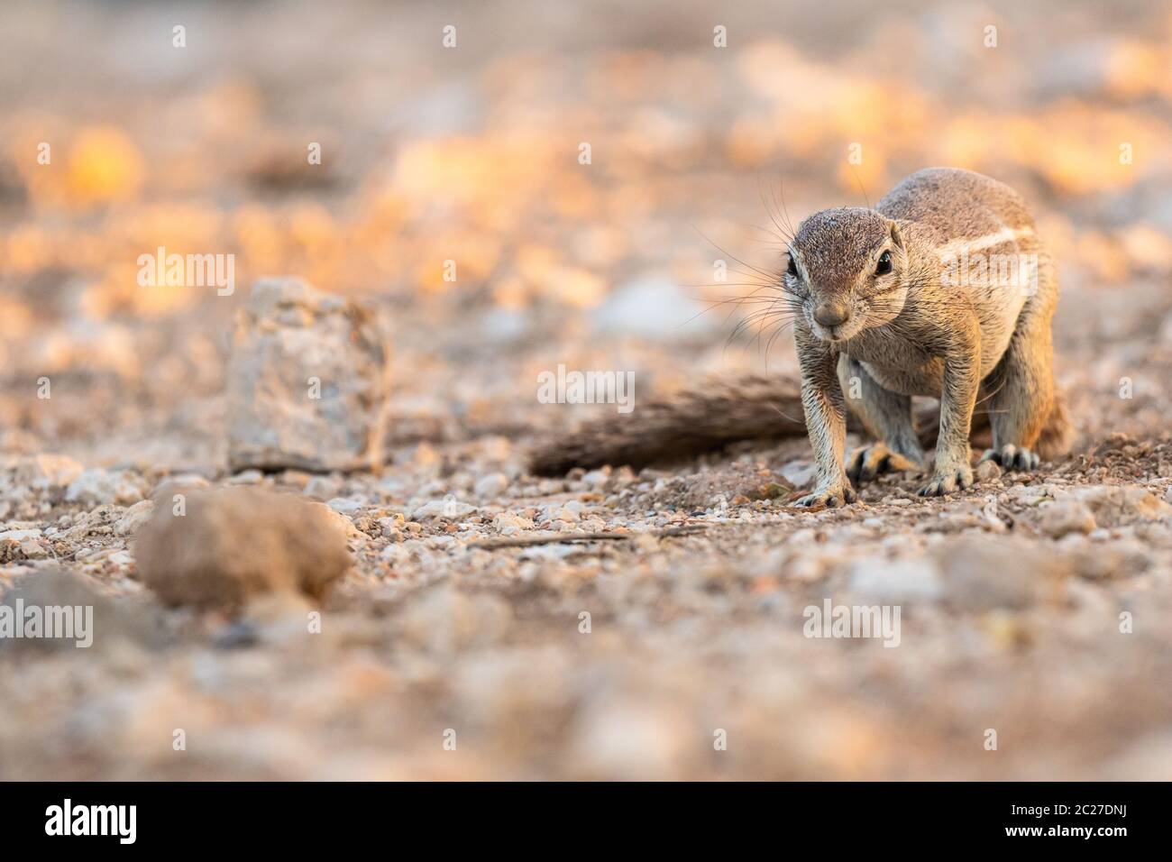 Cape ground squirrel (Xerus inauris Stock Photo - Alamy