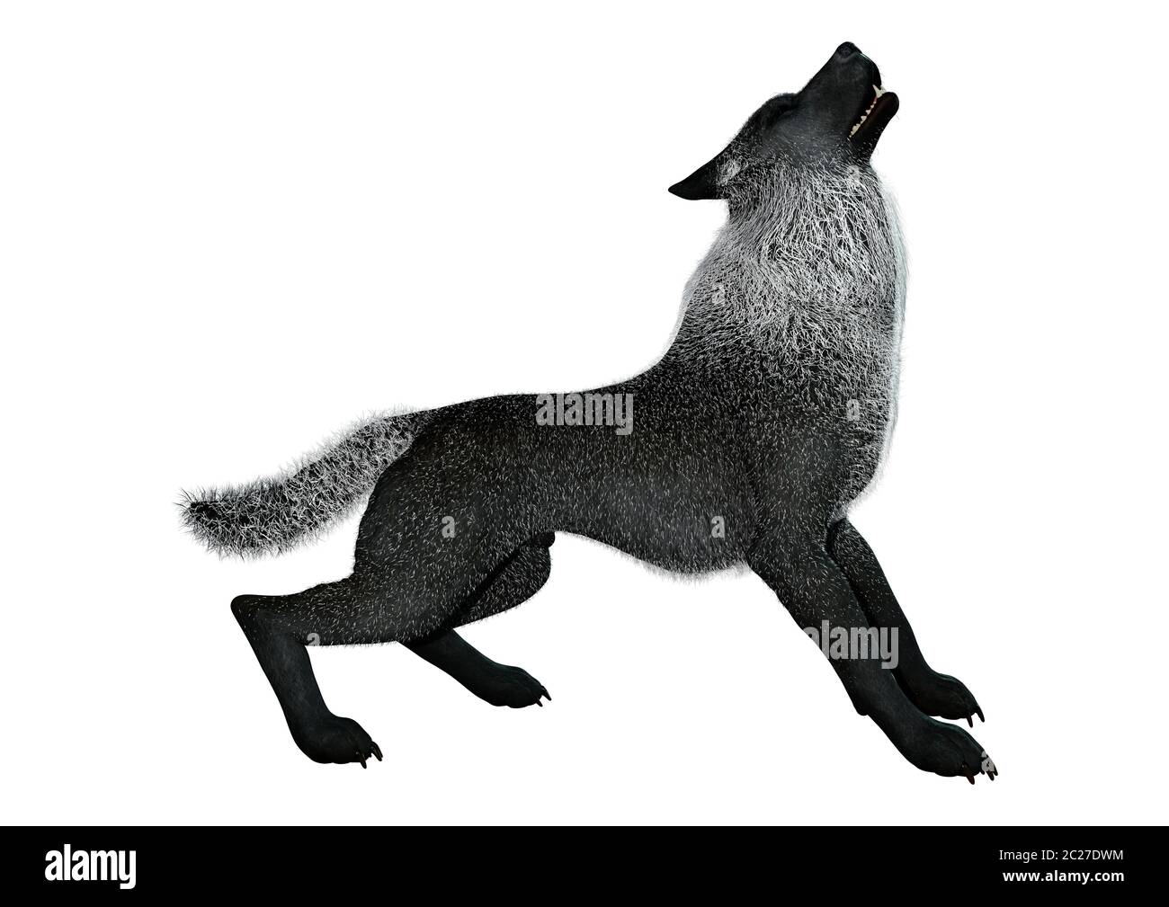 3D rendering of a black wolf isolated on white background Stock Photo ...