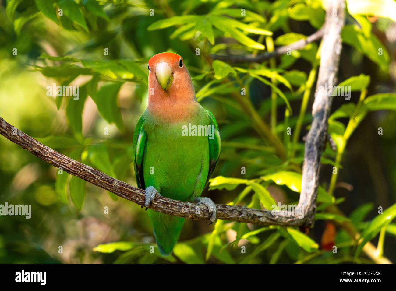 Red faced lovebirds hi-res stock photography and images - Alamy