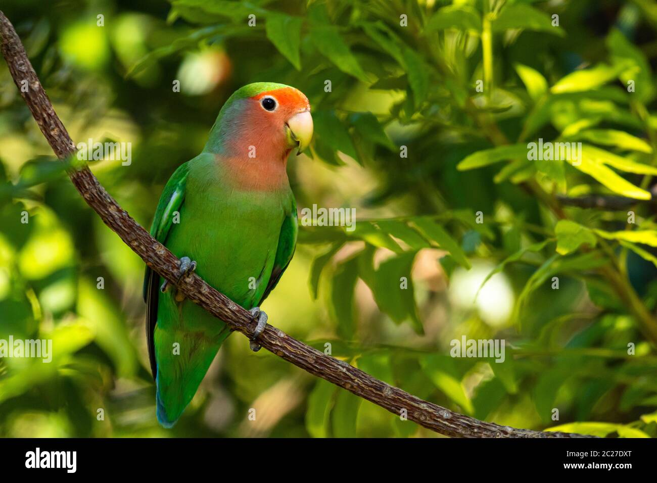 Rosy-faced lovebird (Agapornis roseicollis), Namibia Stock Photo - Alamy