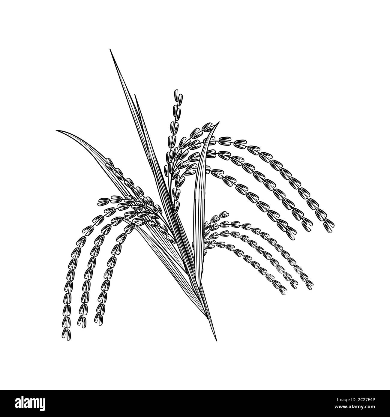 Hand drawn rice grain isolated on white background. Rice ear engraving ...