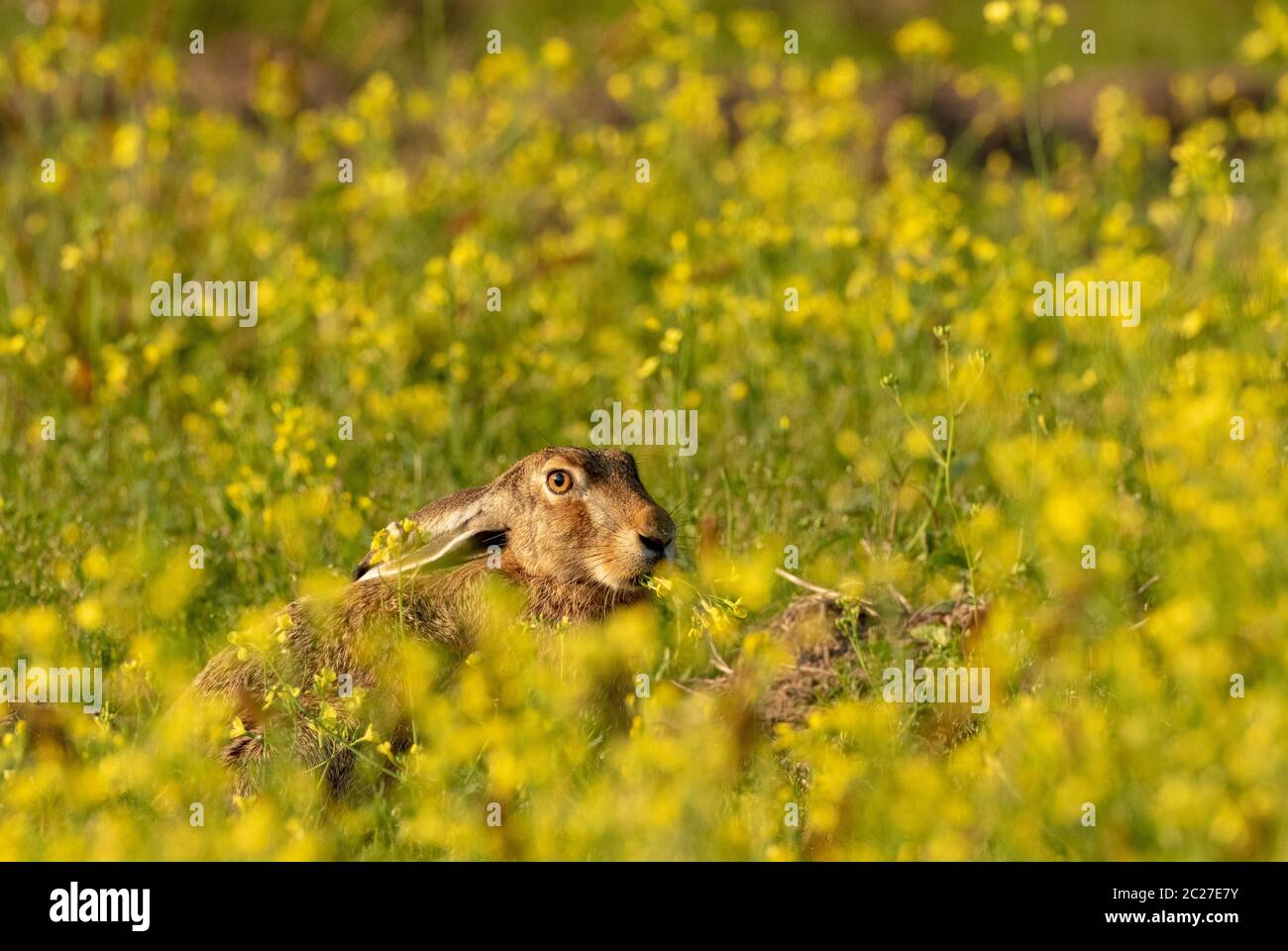 Hare's head in the light of the rising sun in summer among fuzzy yellow ...