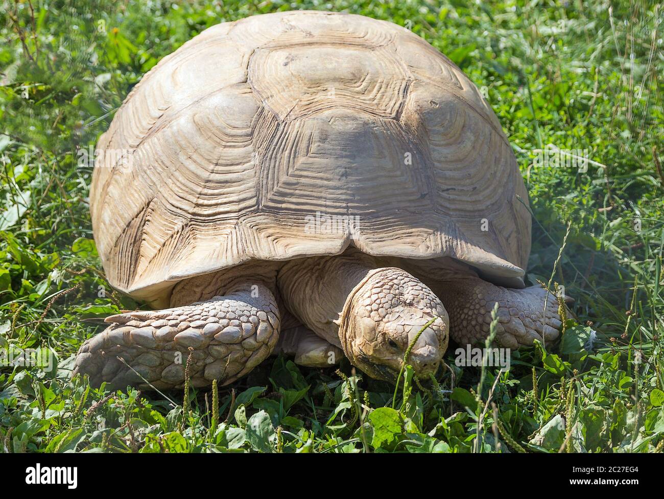 African leopard tortoise hi-res stock photography and images - Alamy