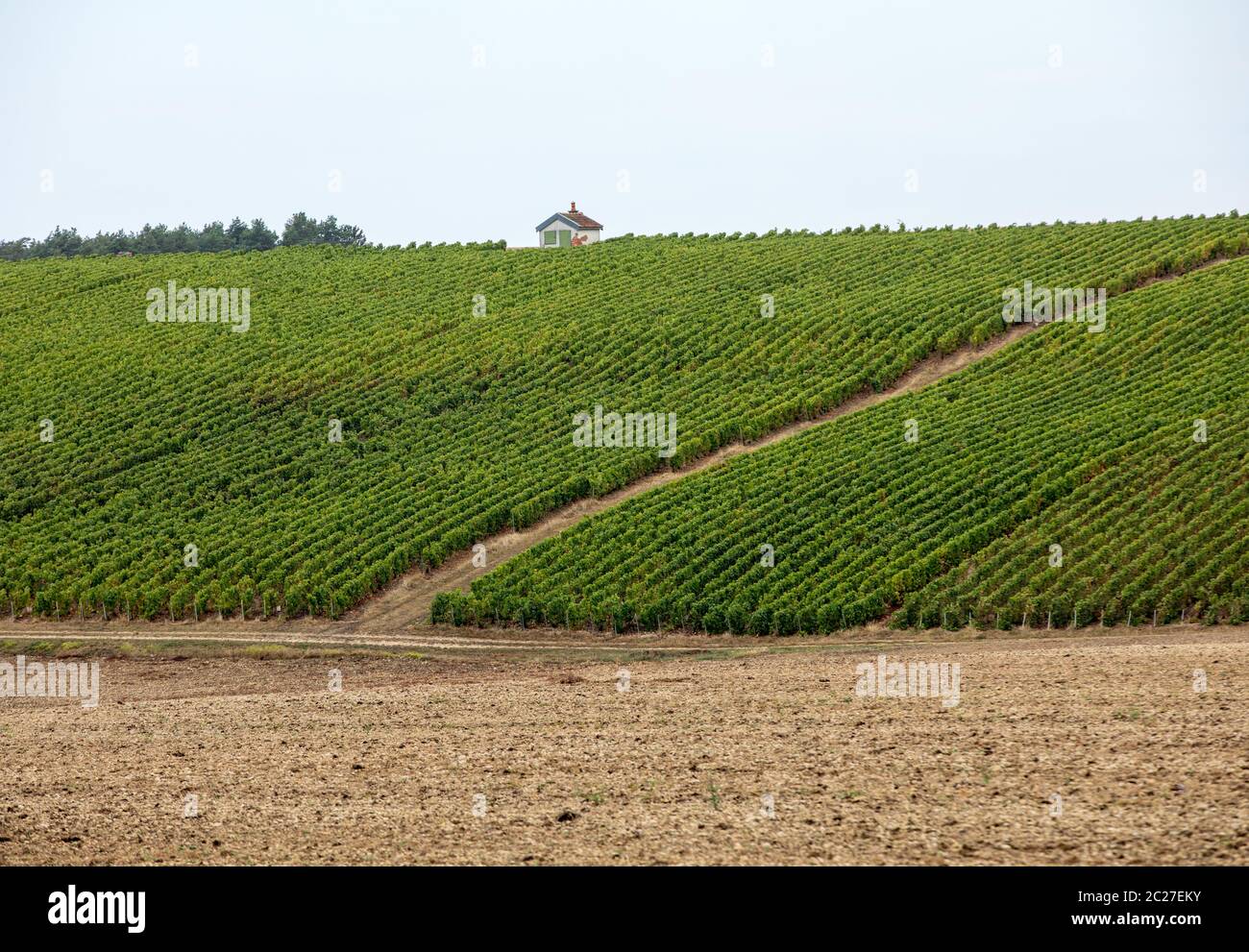Champagne vineyards in the Cote des Bar area of the Aube department ...