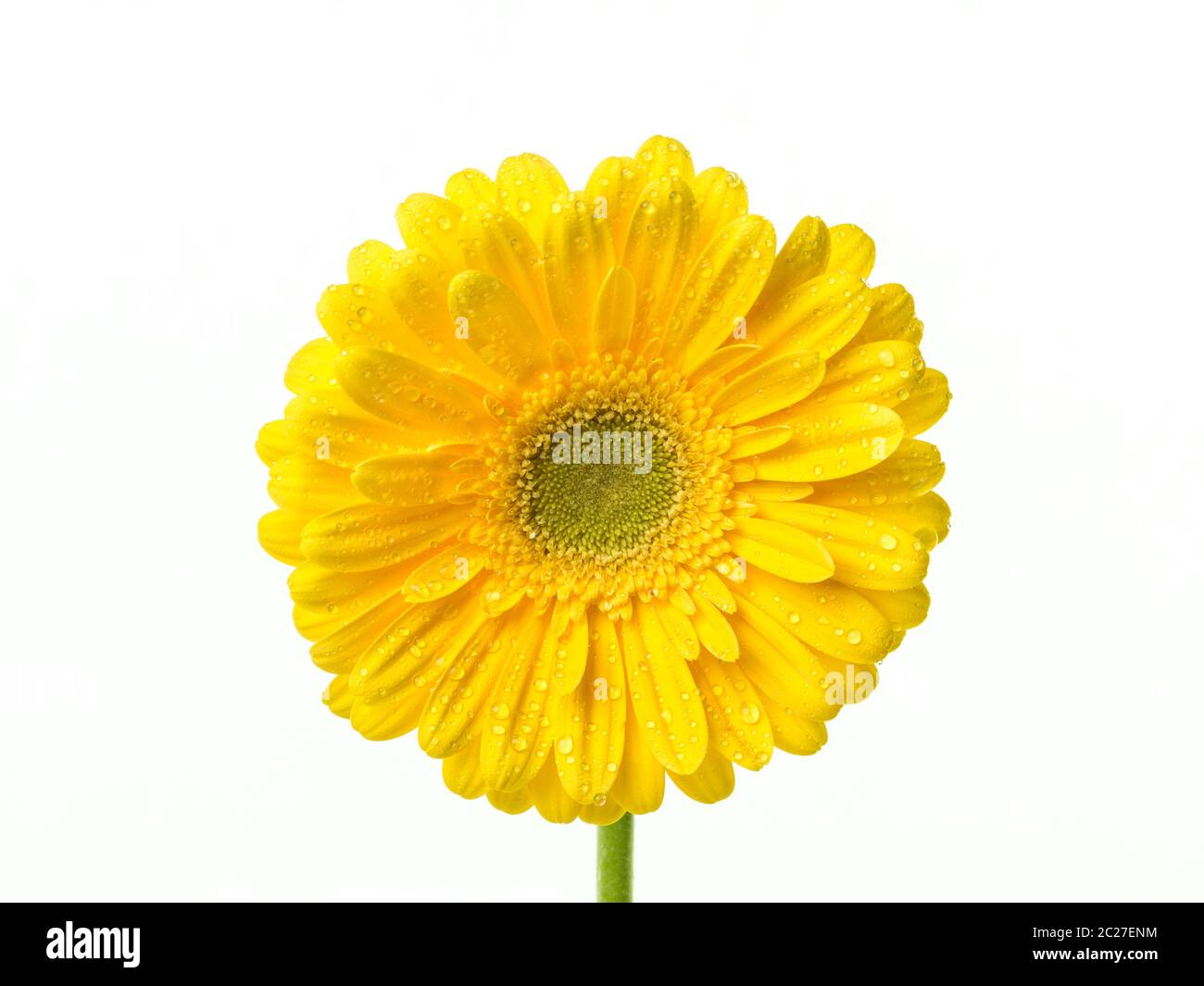 Perfect yellow gerbera flower head with water drops on the petals ...