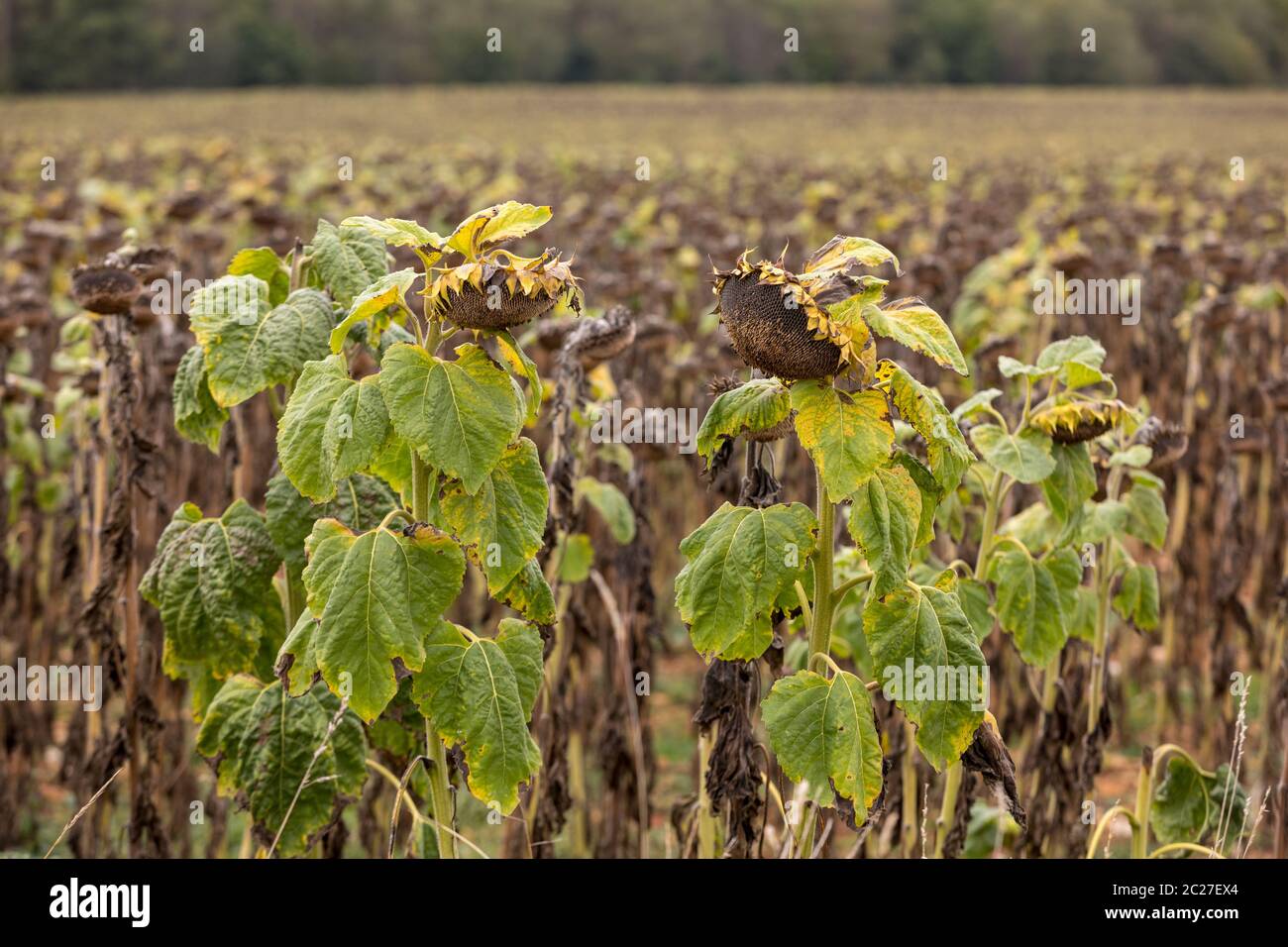 Field of drying sunflowers in Aquitaine. France Stock Photo - Alamy