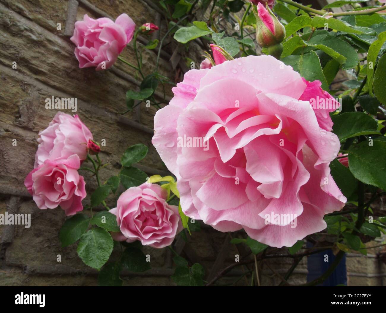 large pink roses in bloom and budding covered in raindrops climbing up ...