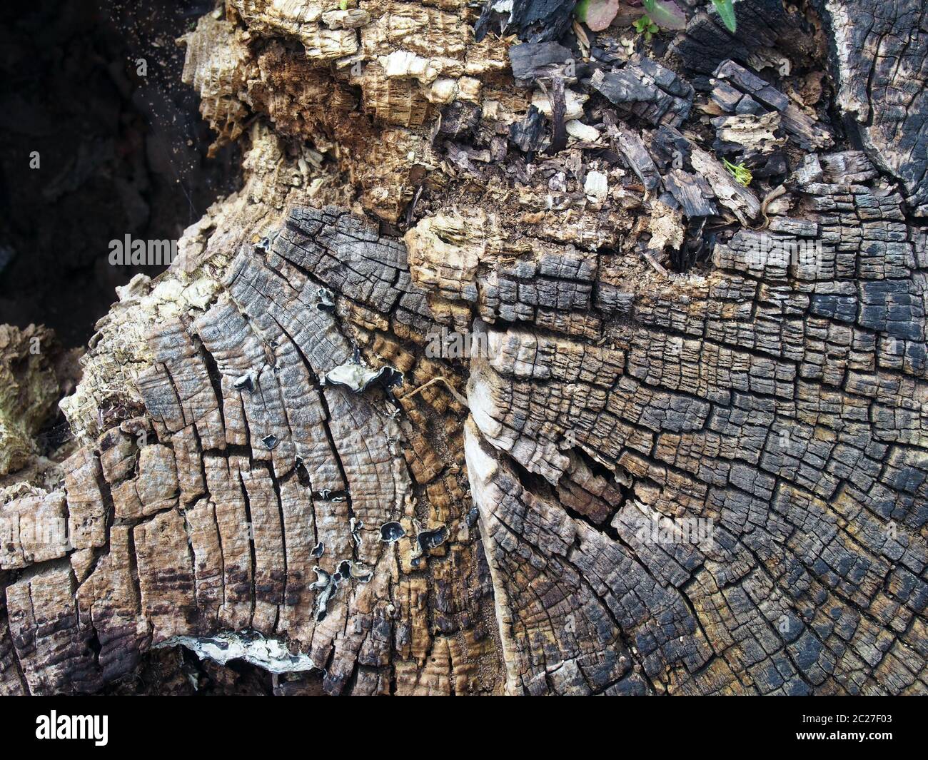 old cracked decaying timber surface with tree rings and lines in a ...