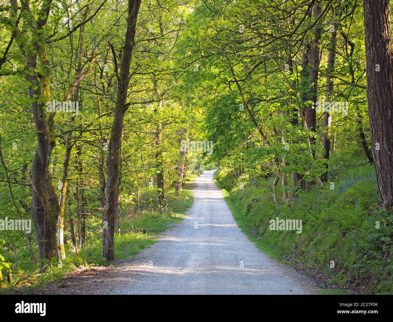 Park Lane High Resolution Stock Photography and Images - Alamy