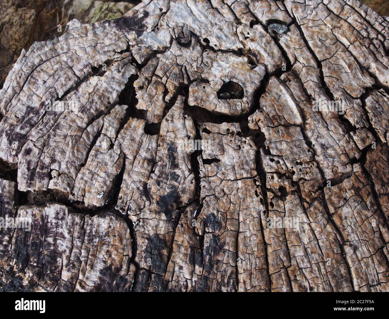 old cracked decaying timber surface with tree rings and lines in a ...