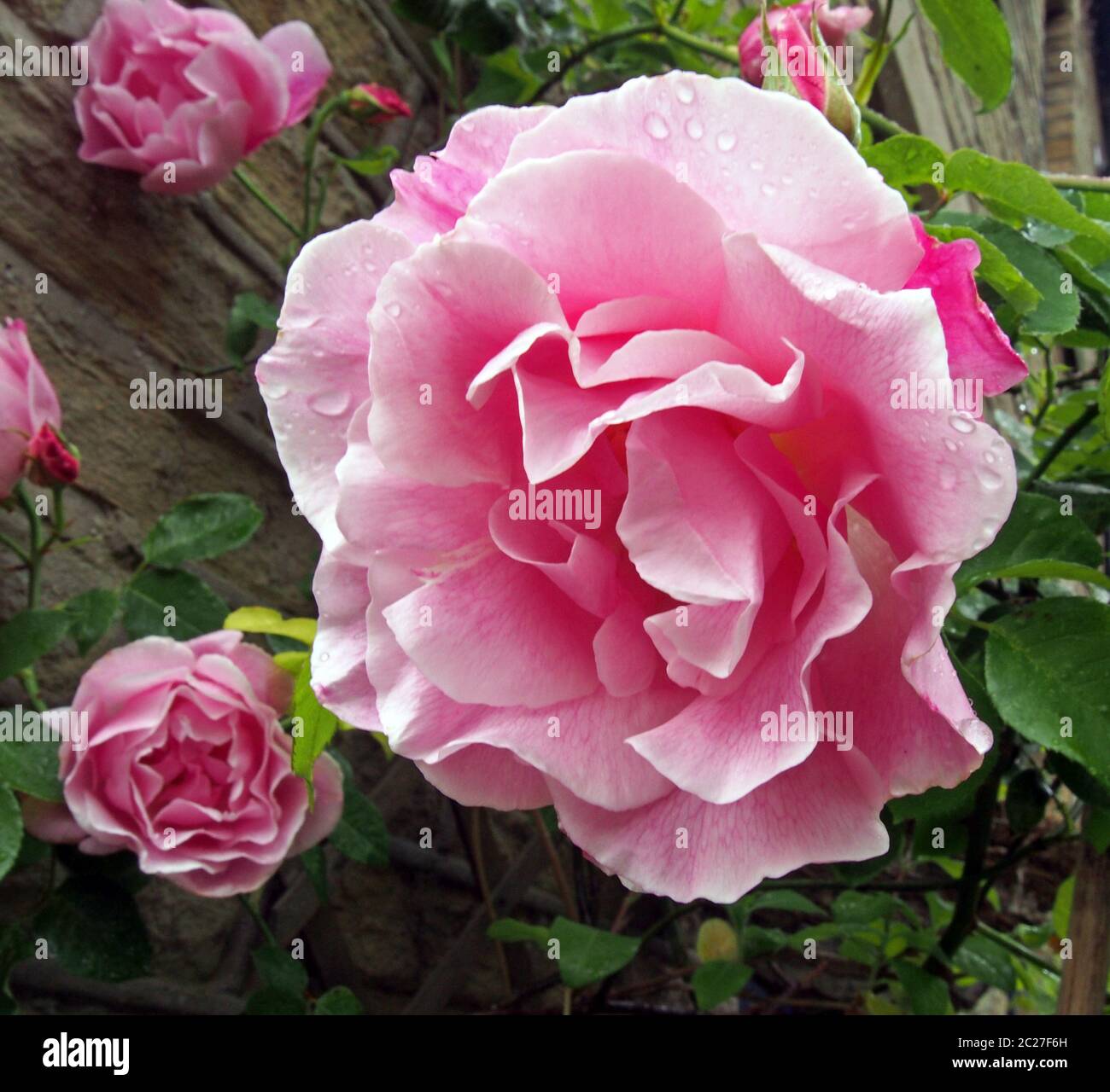 large pink roses in bloom and budding covered in raindrops climbing up ...