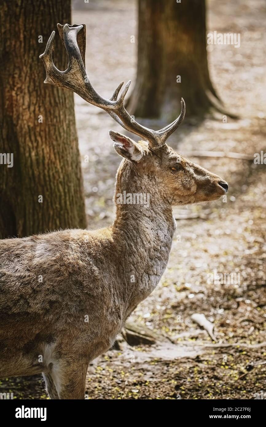 Deer in the forest Stock Photo - Alamy