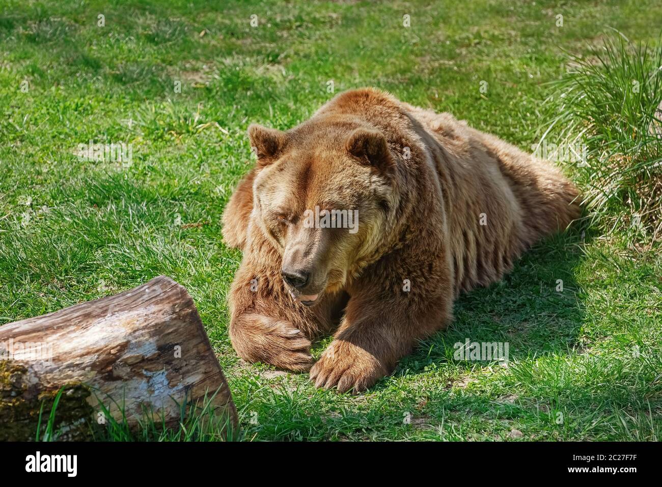 Green bear hi-res stock photography and images - Alamy