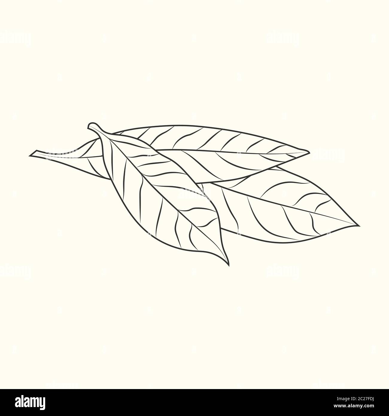 Bay leaves sketch isolated on background. Food ingredient. Vintage ...