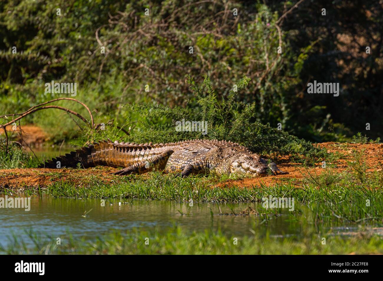 Nile crocodylus niloticus hi-res stock photography and images - Alamy