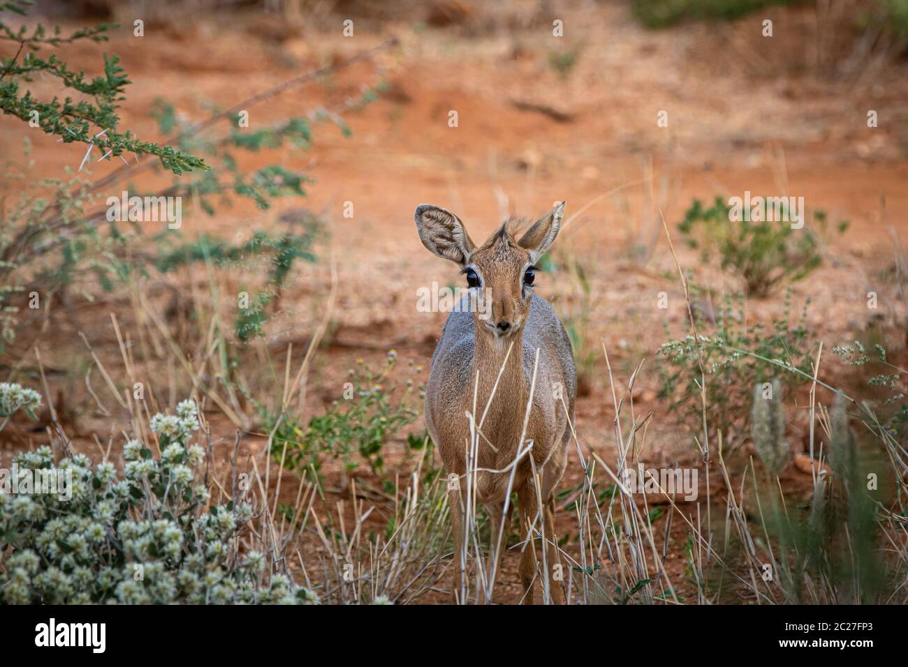 Kirk's dik-dik (Madoqua kirkii Stock Photo - Alamy