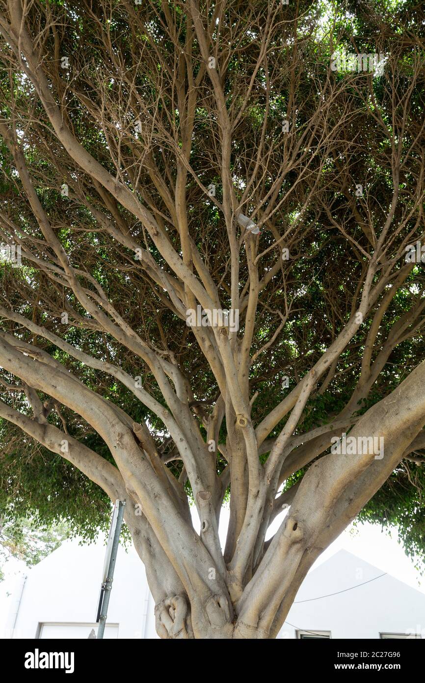 Southern Magnolia, Magnolia grandiflora - old magnolia tree in funchal ...