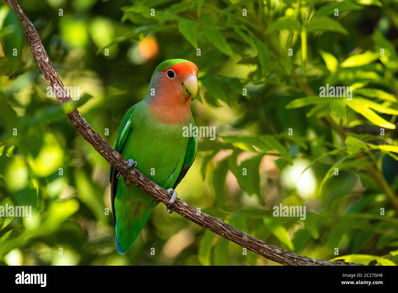 Red faced lovebirds hi-res stock photography and images - Alamy