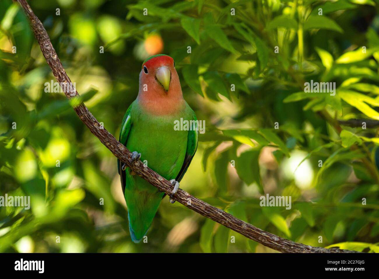 Red faced lovebirds hi-res stock photography and images - Alamy