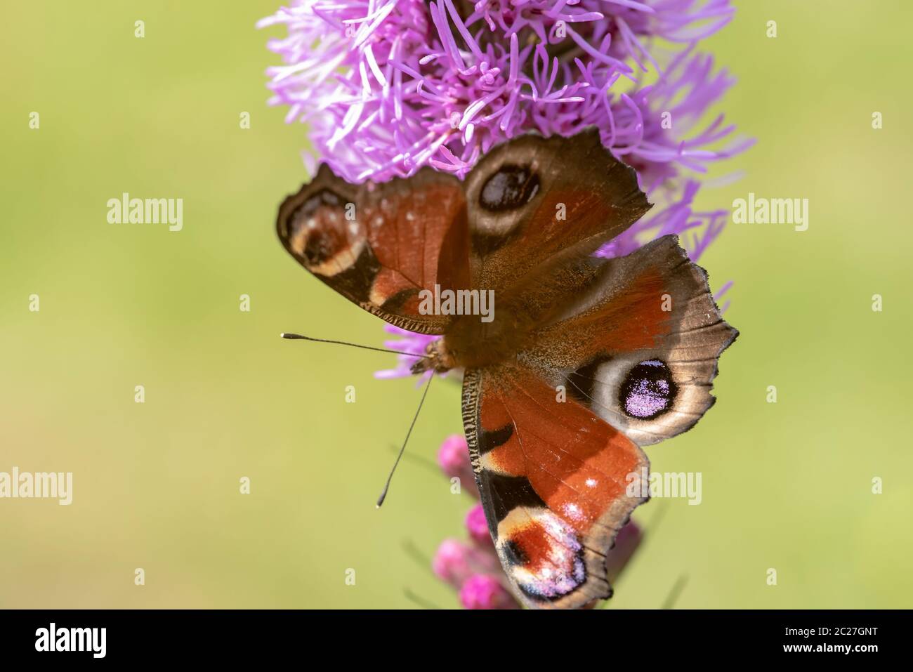 Eye butterfly hi-res stock photography and images - Alamy