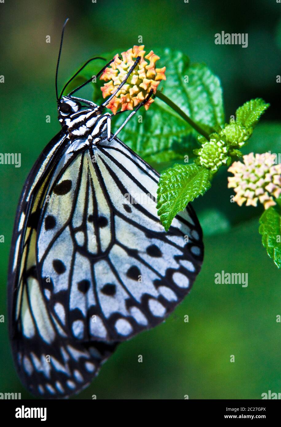 Paper Kite, Rice Paper (Idea leuconoe Stock Photo - Alamy