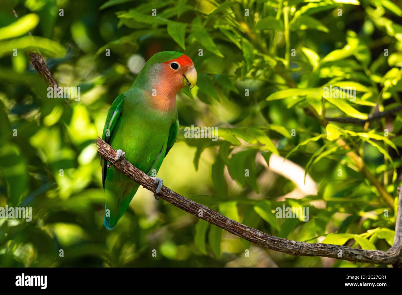 Red faced lovebirds hi-res stock photography and images - Alamy