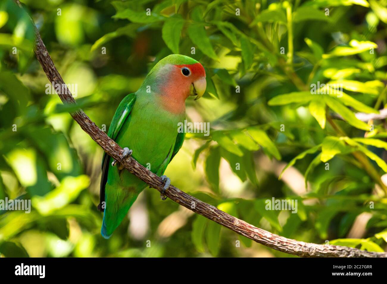 Red faced lovebirds hi-res stock photography and images - Alamy
