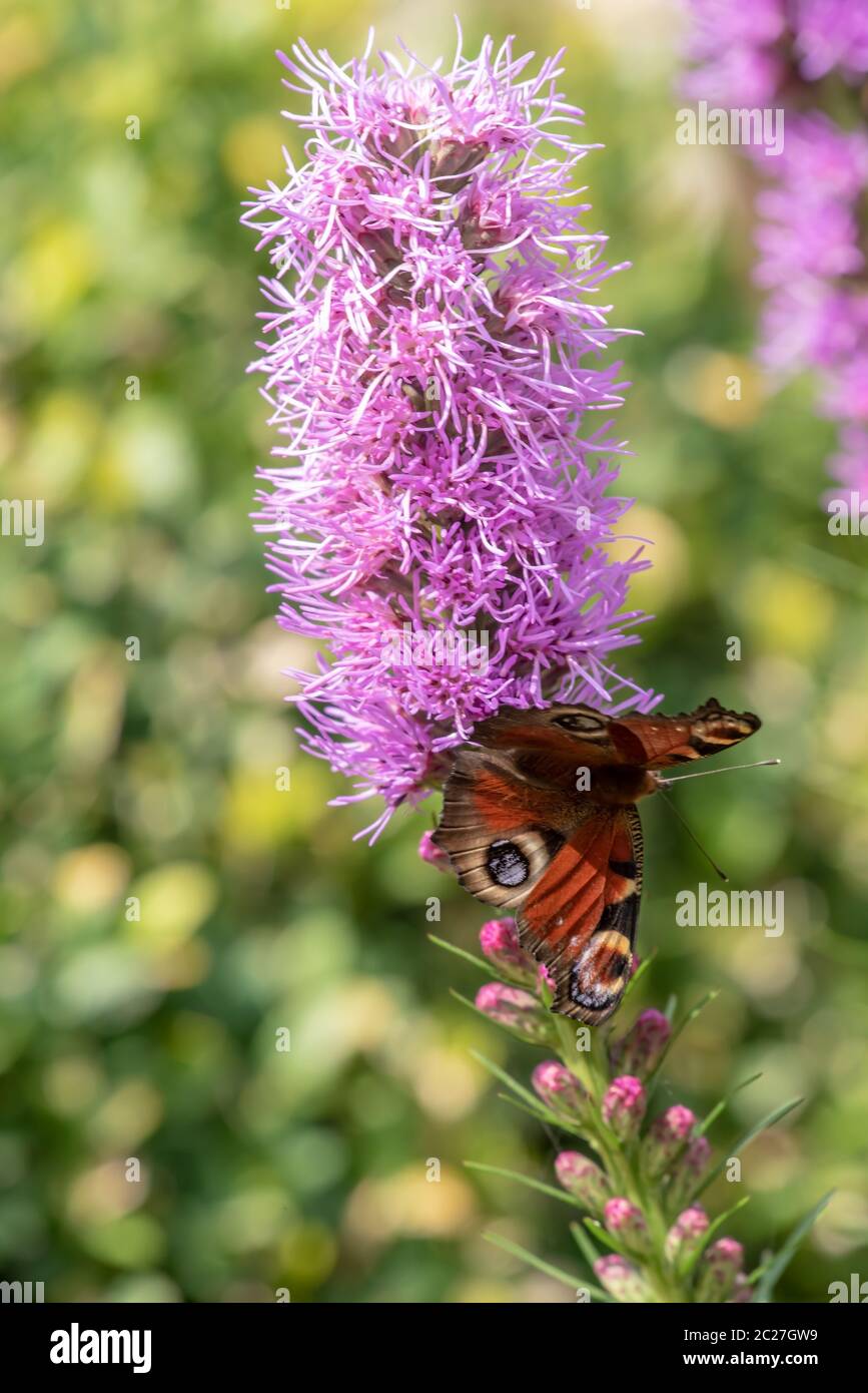 Eye butterfly hi-res stock photography and images - Alamy