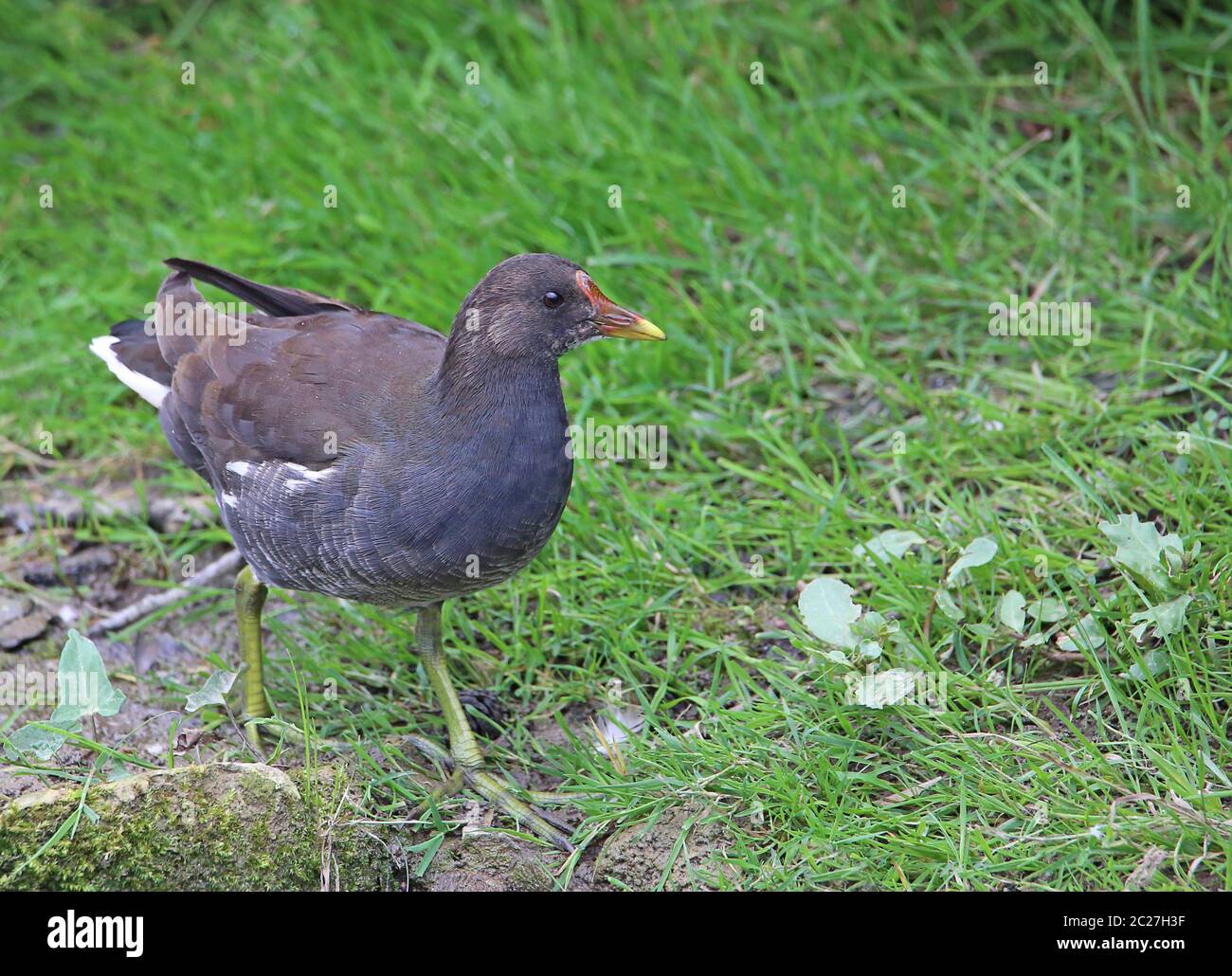 Green footed pond chicken hi-res stock photography and images - Alamy