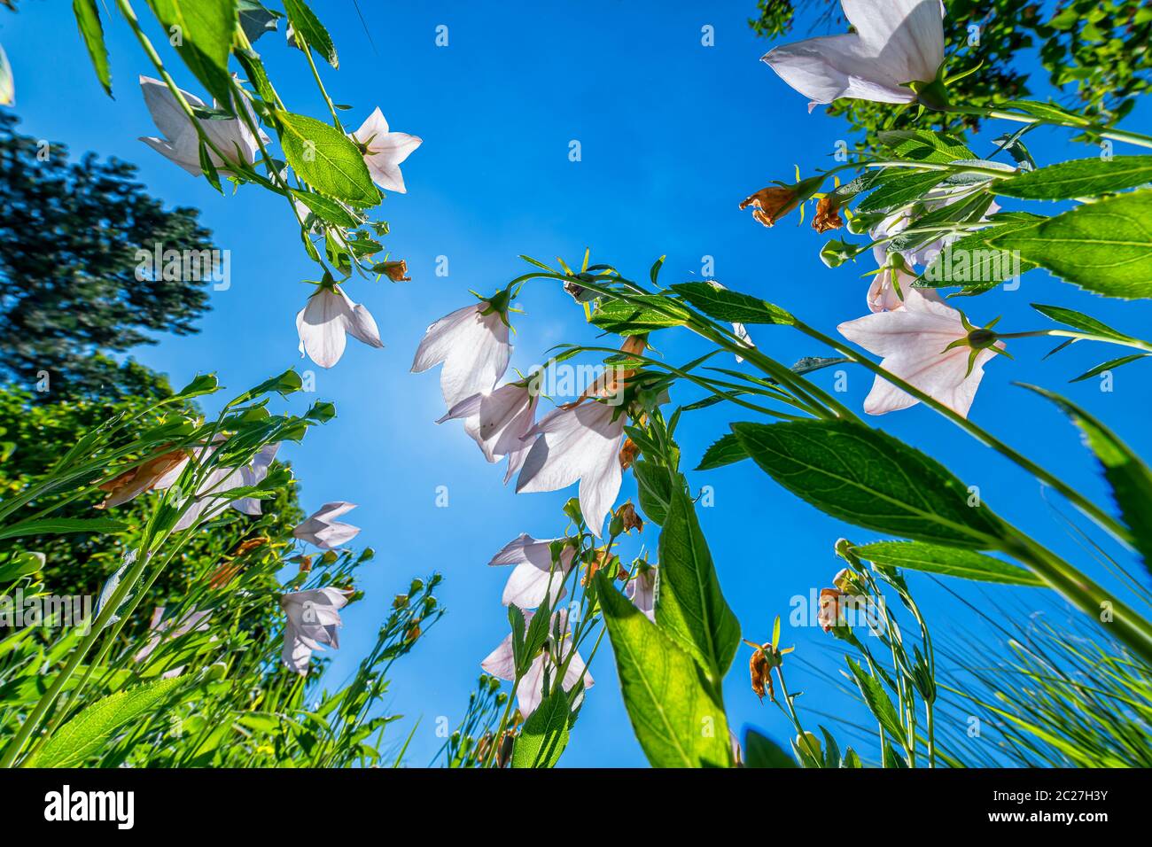 Plant from below hi-res stock photography and images - Alamy