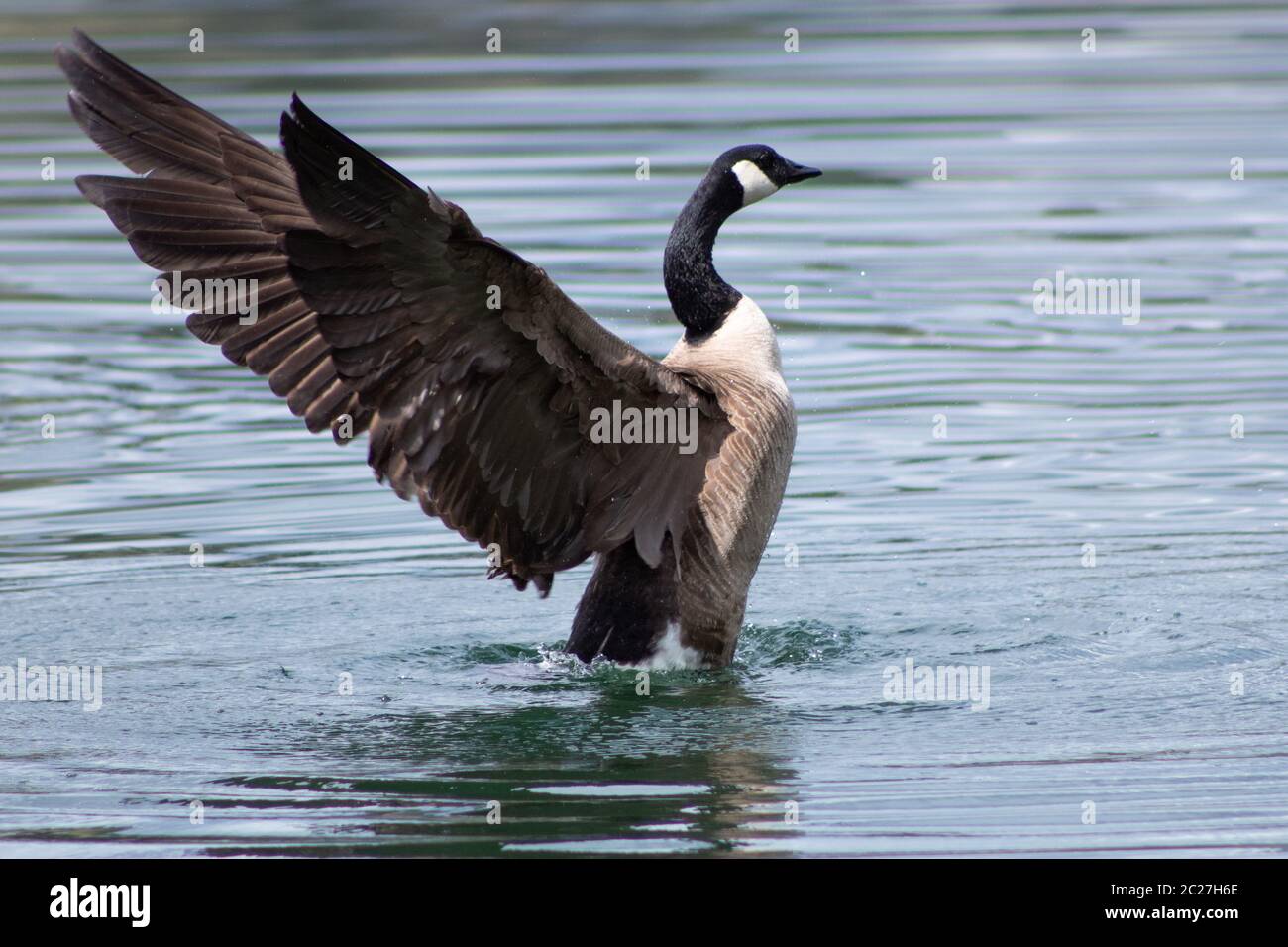 Dancing goose hi-res stock photography and images - Alamy