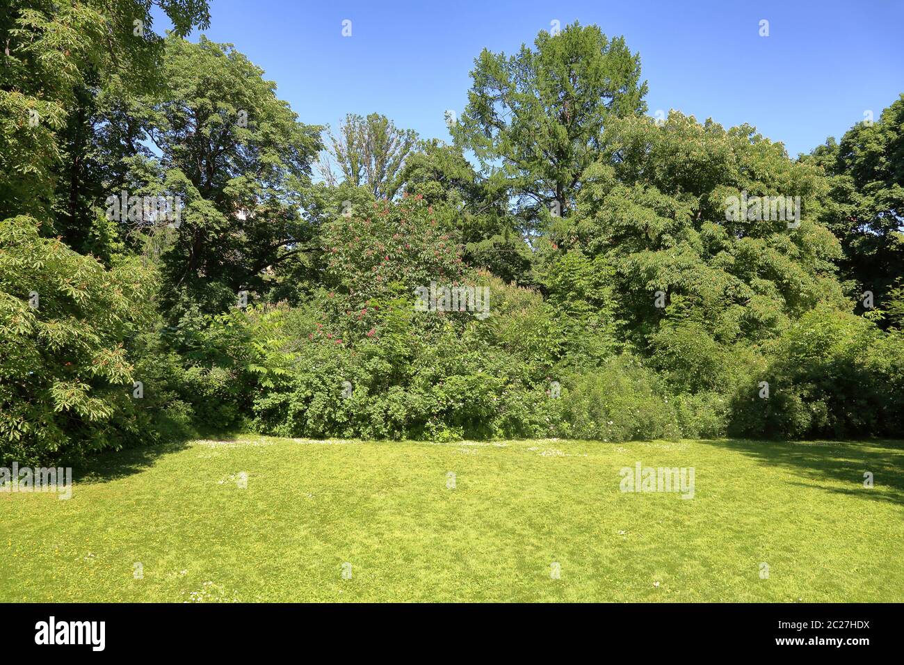 A small glade with trees and a green grass in the city summer park ...