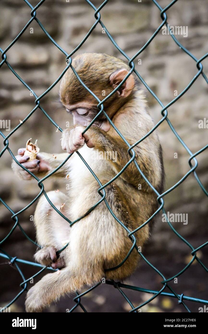 portrait of a baby monkey Stock Photo - Alamy