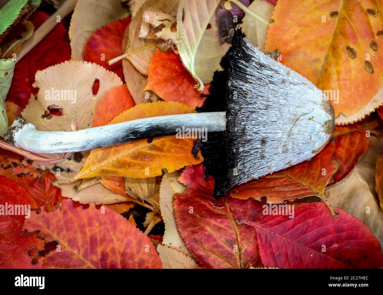 Mushroom up close hi-res stock photography and images - Alamy