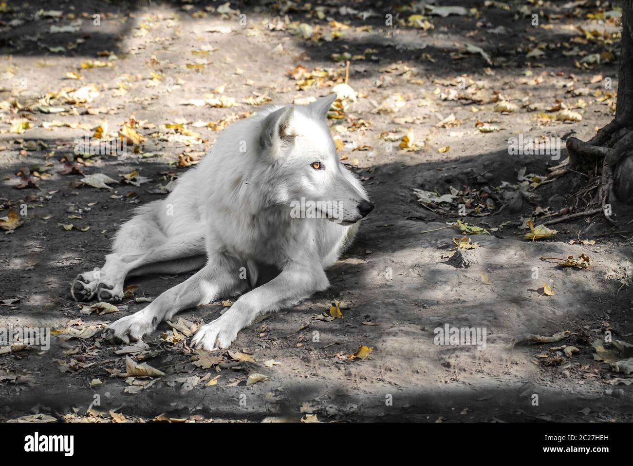 Portrait of a polar wolf Stock Photo - Alamy