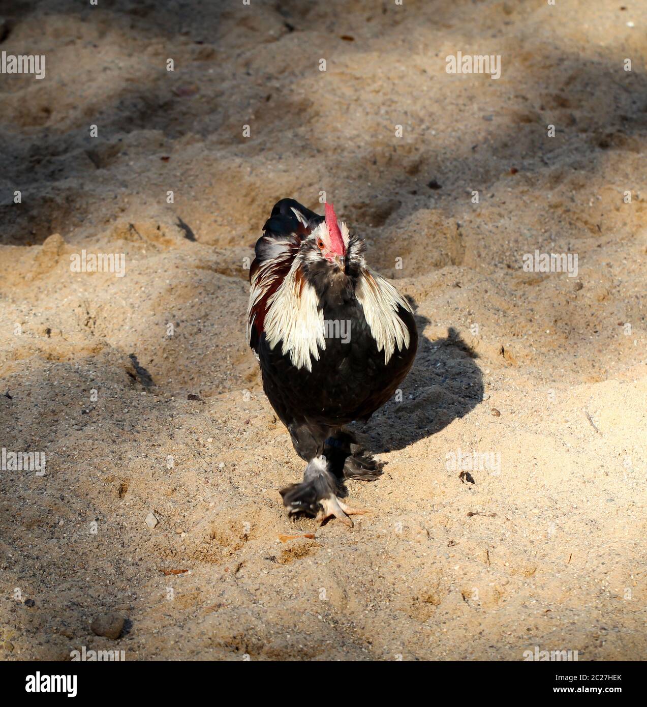 Chicken village hi-res stock photography and images - Alamy