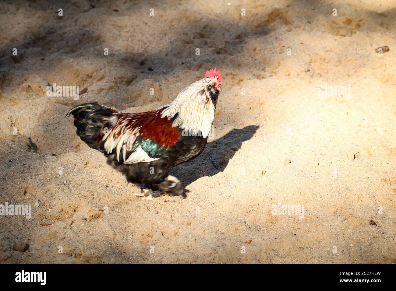 Roosters and farm hi-res stock photography and images - Alamy