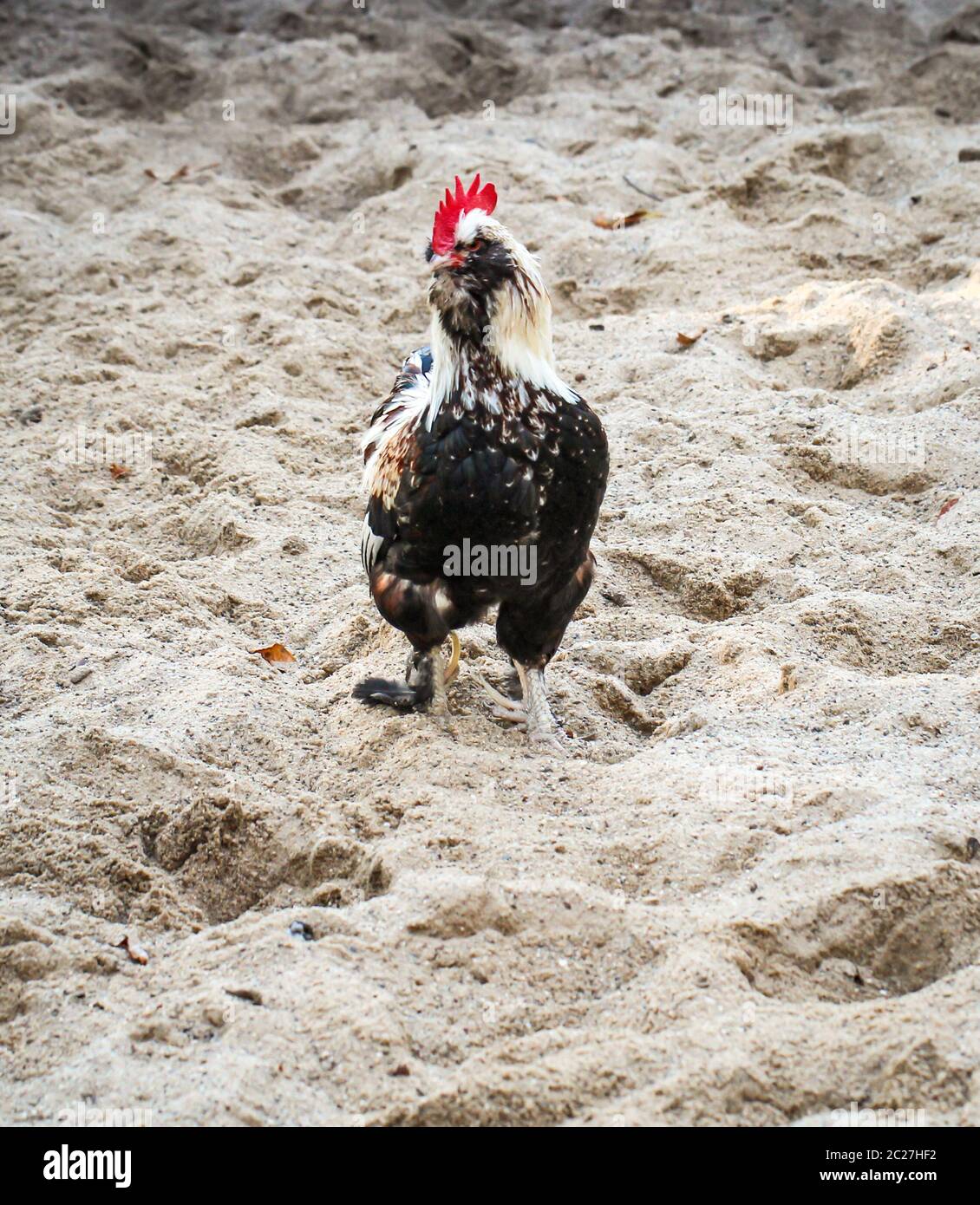 Village chicken hi-res stock photography and images - Alamy