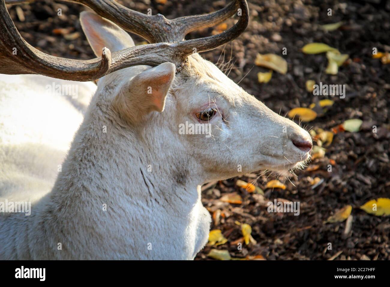 portrait of a deer Stock Photo - Alamy