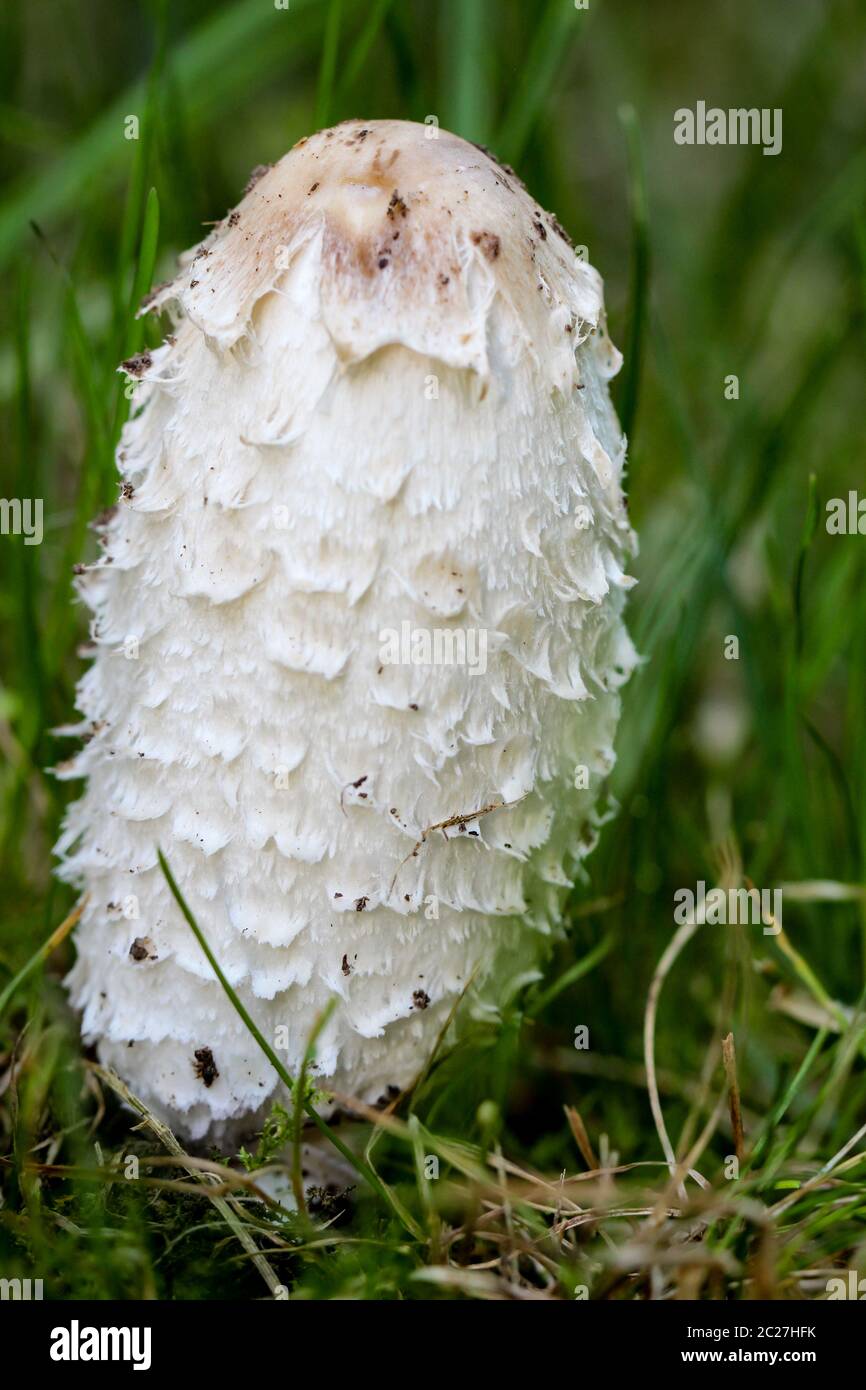Mushroom up close hi-res stock photography and images - Alamy