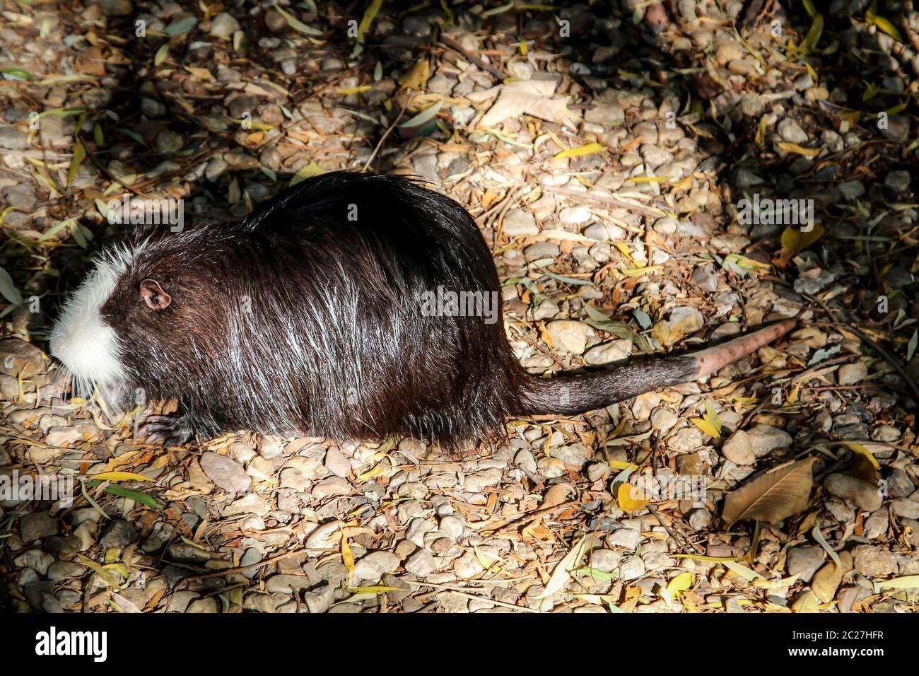 Nutria animal hi-res stock photography and images - Alamy