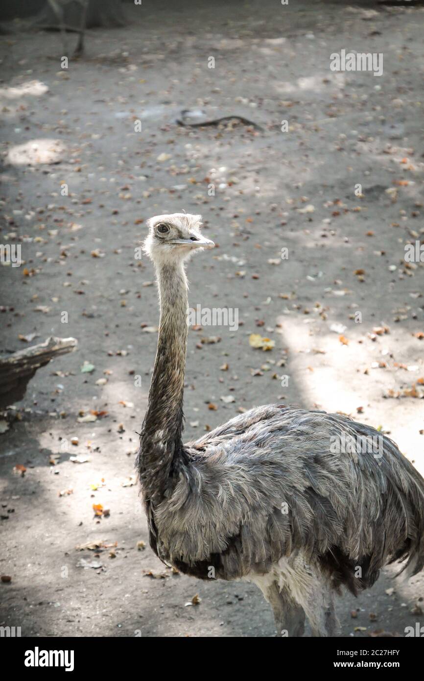 Closeup of the emu Stock Photo - Alamy