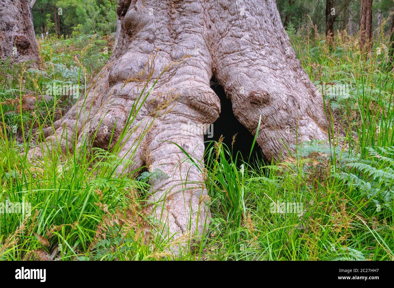 Red tingle trees hi-res stock photography and images - Alamy
