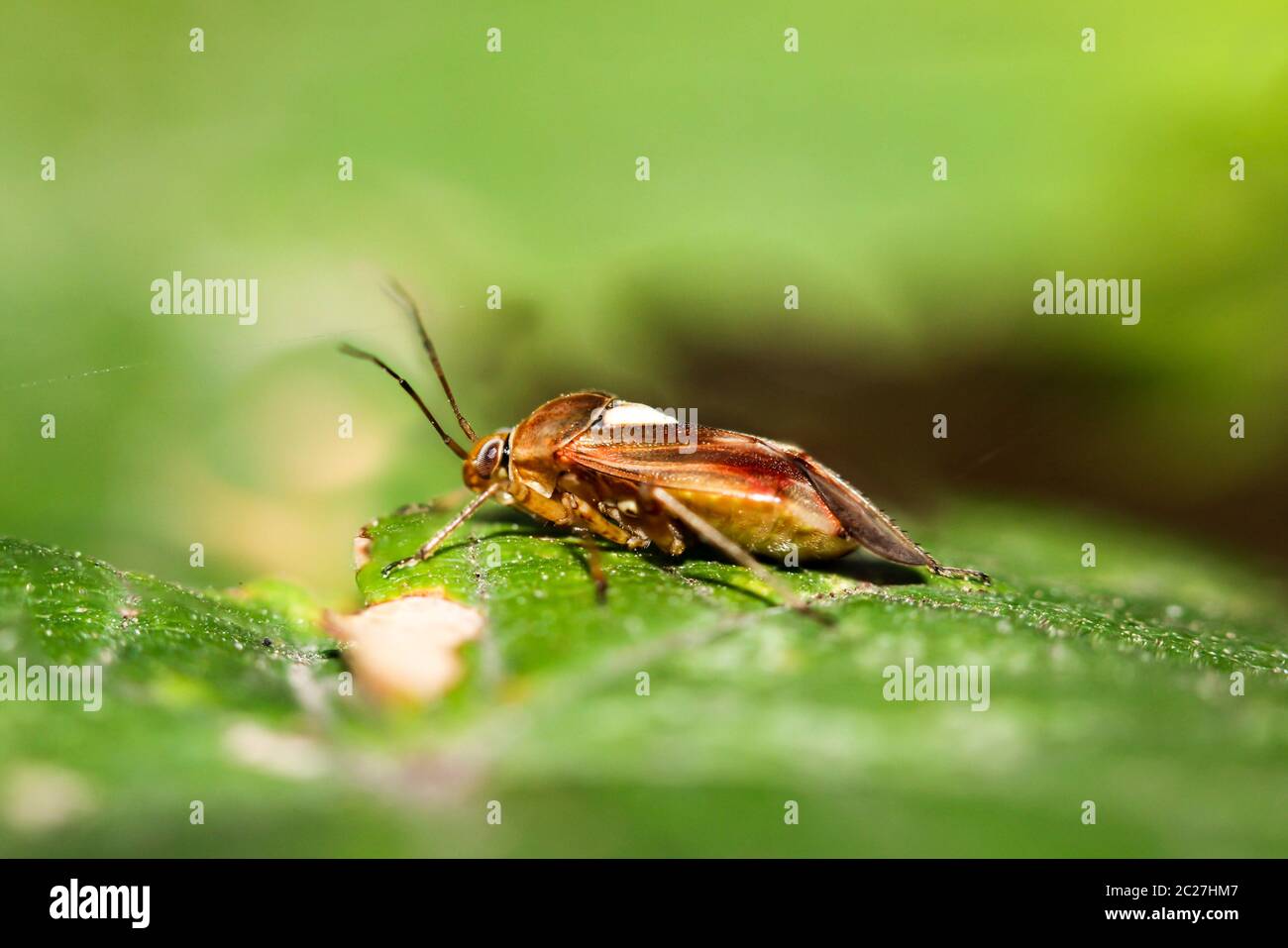 A bug or beetle on a plant Stock Photo - Alamy