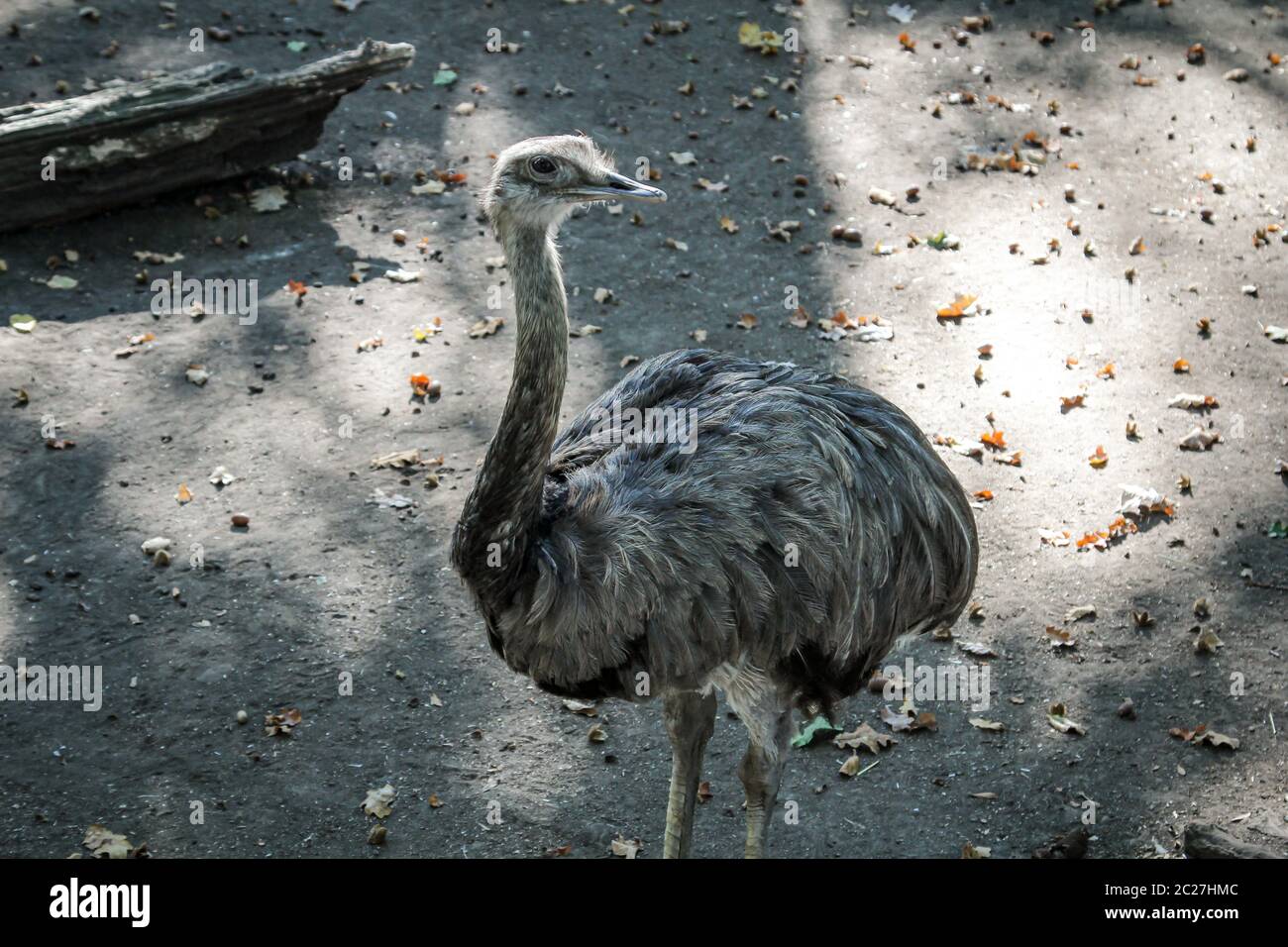 Emu closeup hi-res stock photography and images - Alamy