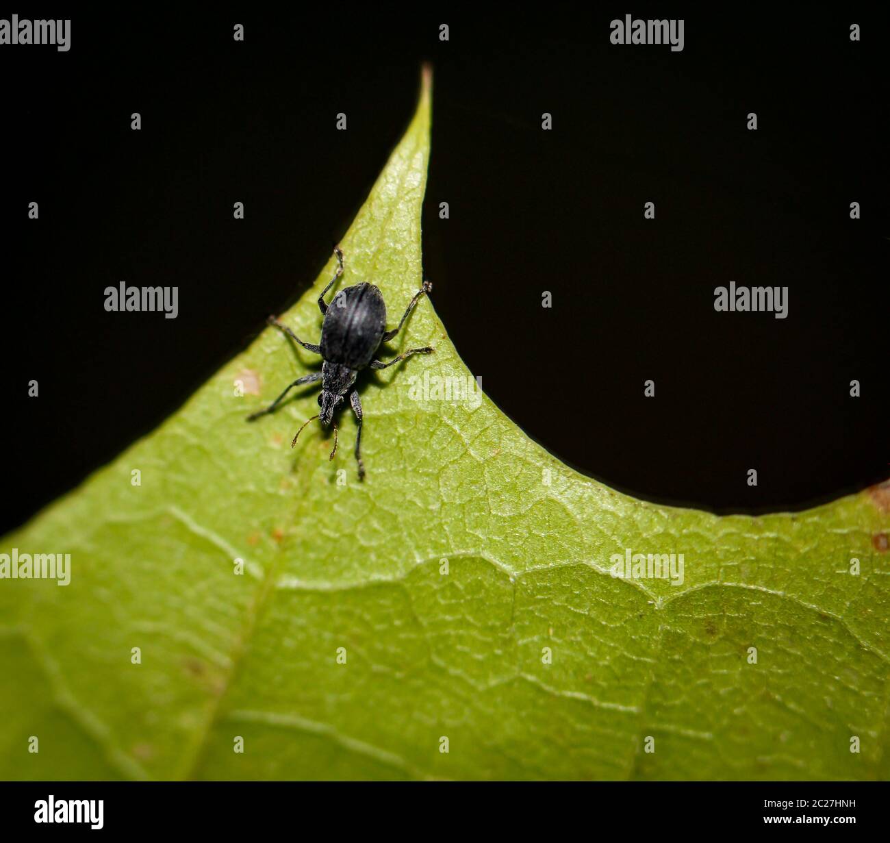 Thistle shield beetle hi-res stock photography and images - Alamy