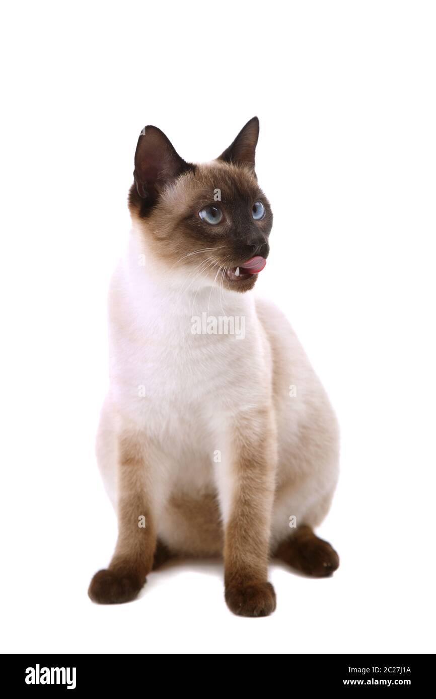 White cat looking right. On a white background Stock Photo - Alamy