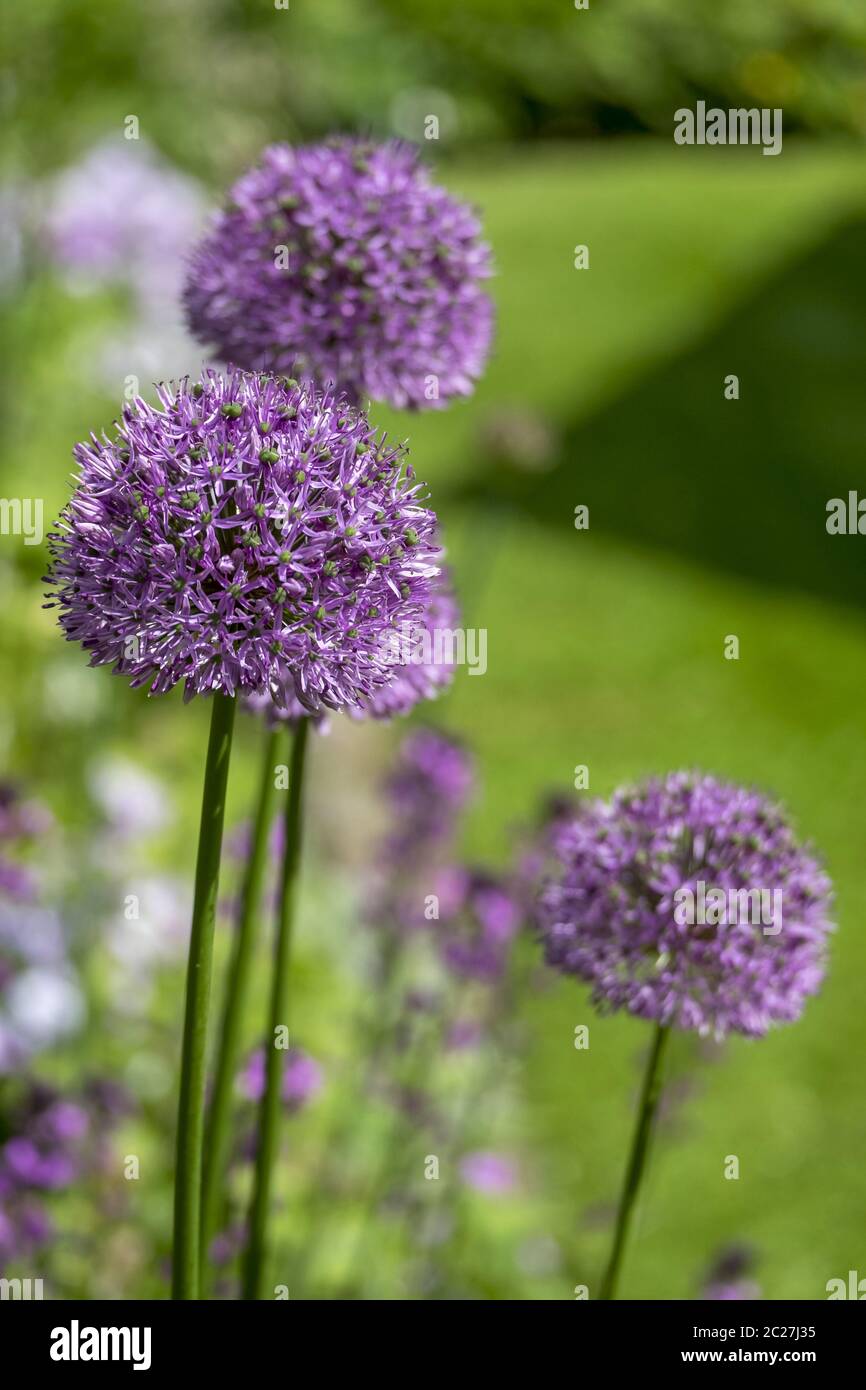 Allium sp hi-res stock photography and images - Alamy