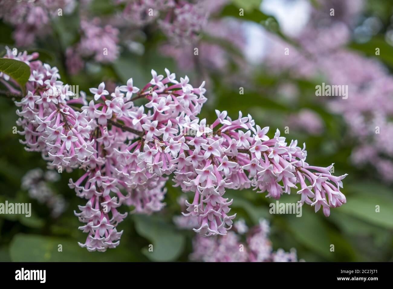 Hungarian lilac (Syringa josikaea Stock Photo - Alamy